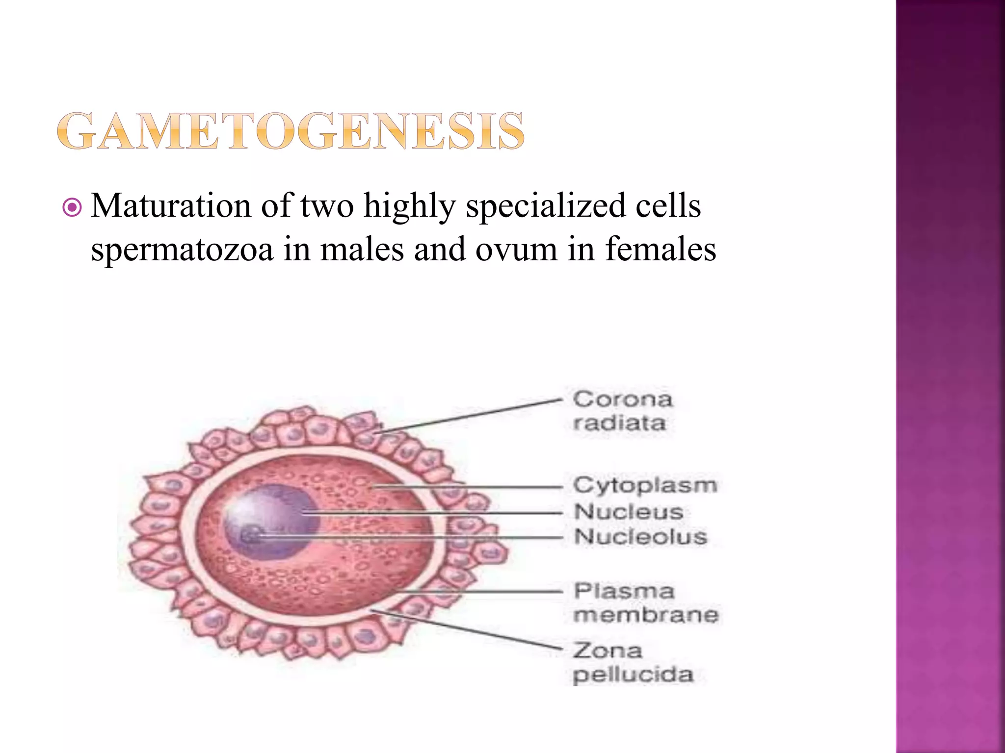 FERTILIZATION PPT.pptx