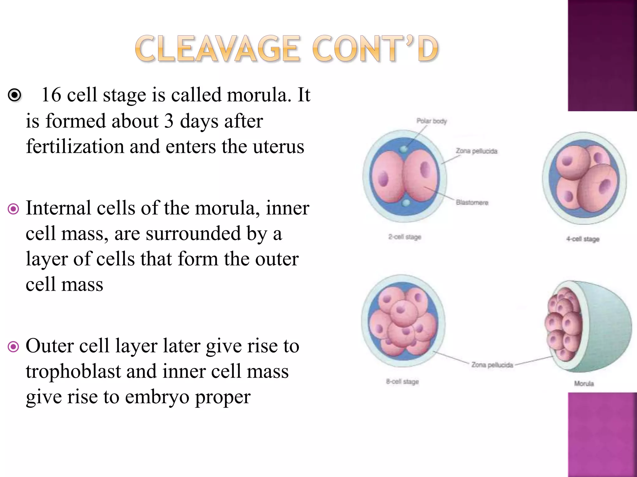 FERTILIZATION PPT.pptx