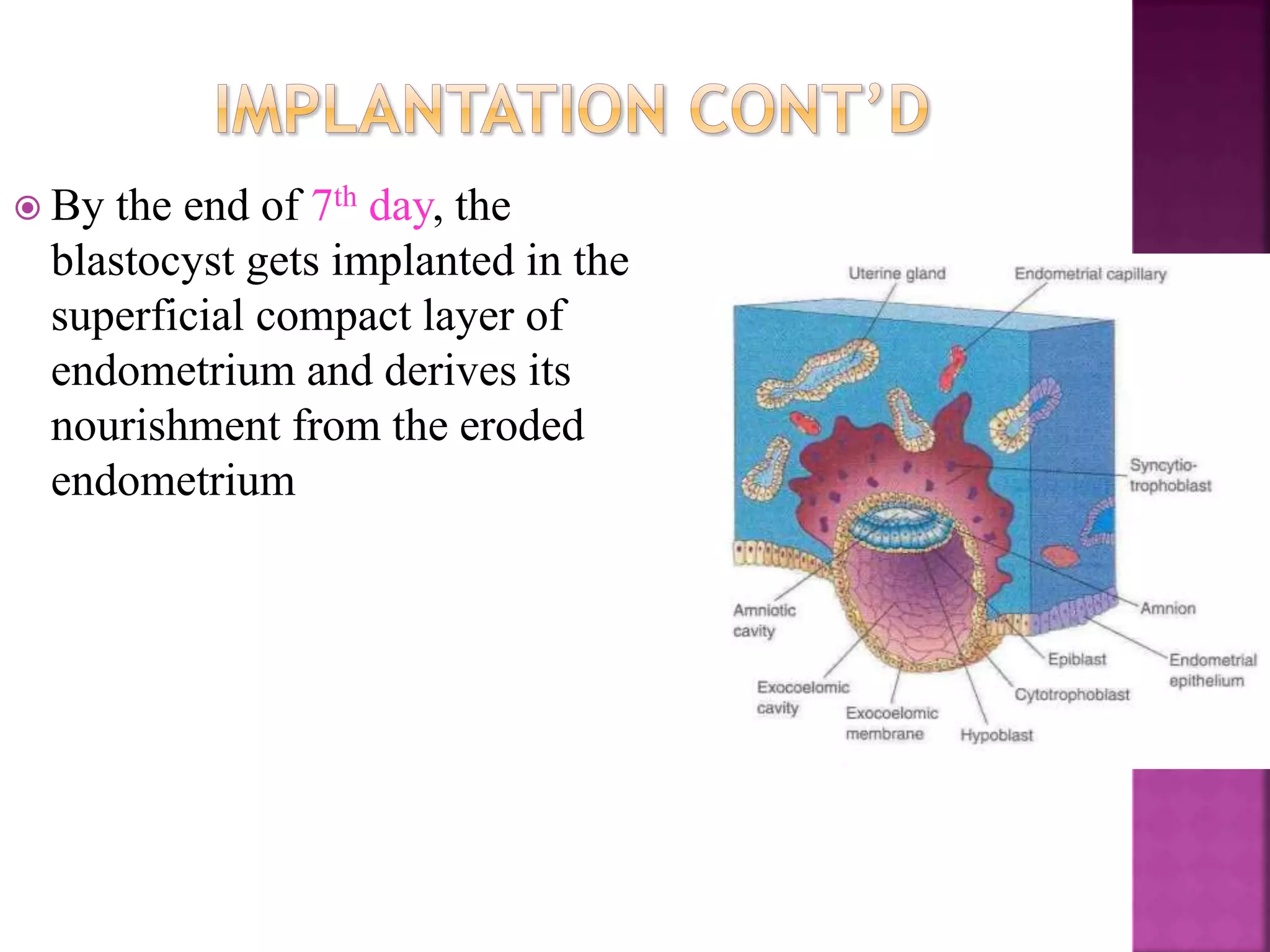 Fertilization Ppt Pptx