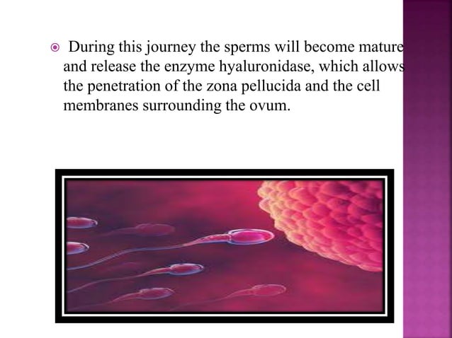 FERTILIZATION PPT.pptx