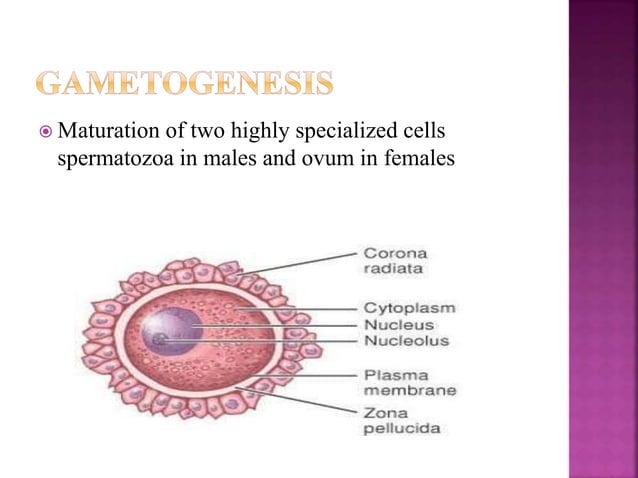 FERTILIZATION PPT.pptx