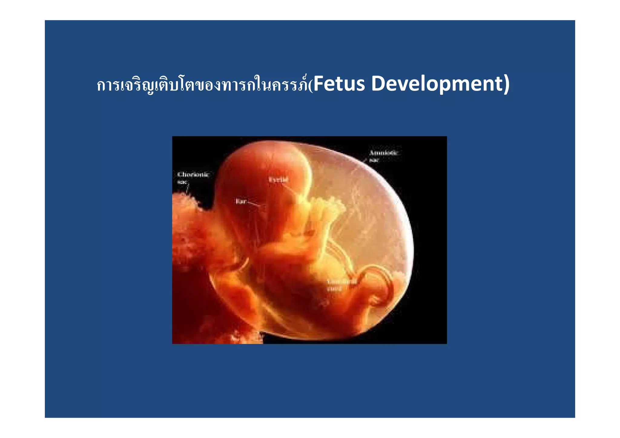 Fertilization Pptx Pdf