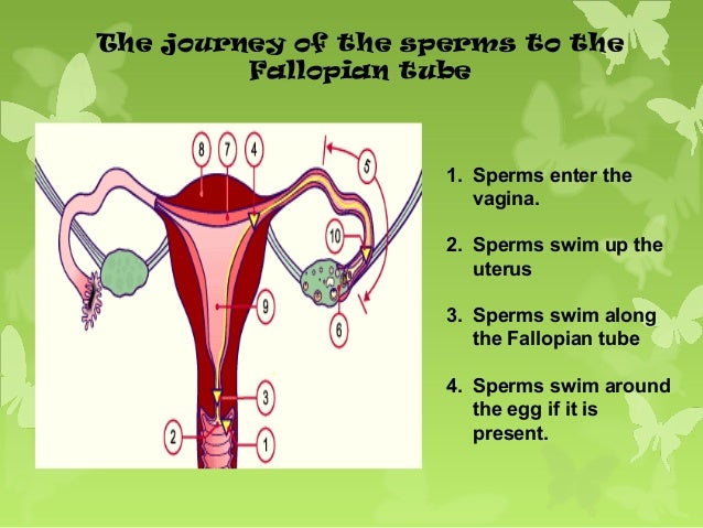 Lesson 4.3 Fertilization & Pregnancy