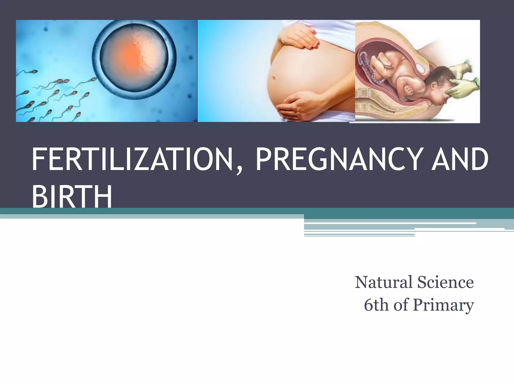 Fertilization, pregnancy and birth | PPTX