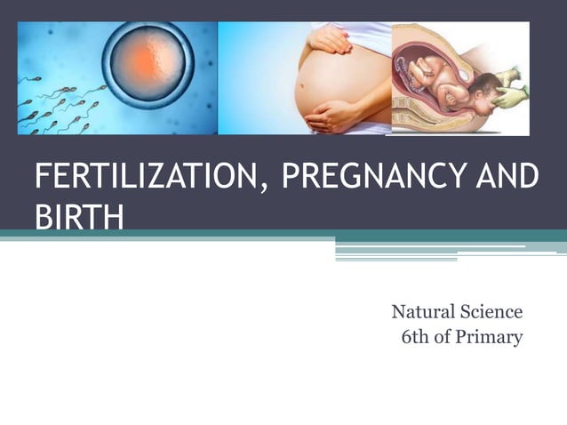 Fertilization, pregnancy and birth | PPTX | Pregnancy | Reproductive Health