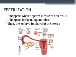 Fertilization, pregnancy and birth | PPTX