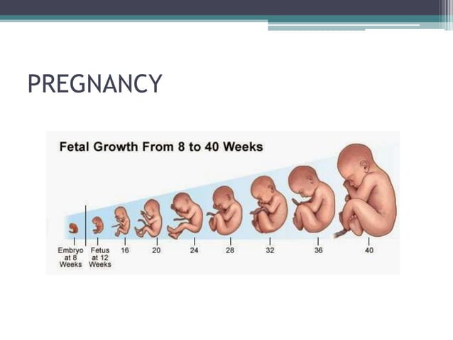 Fertilization, pregnancy and birth | PPTX | Pregnancy | Reproductive Health