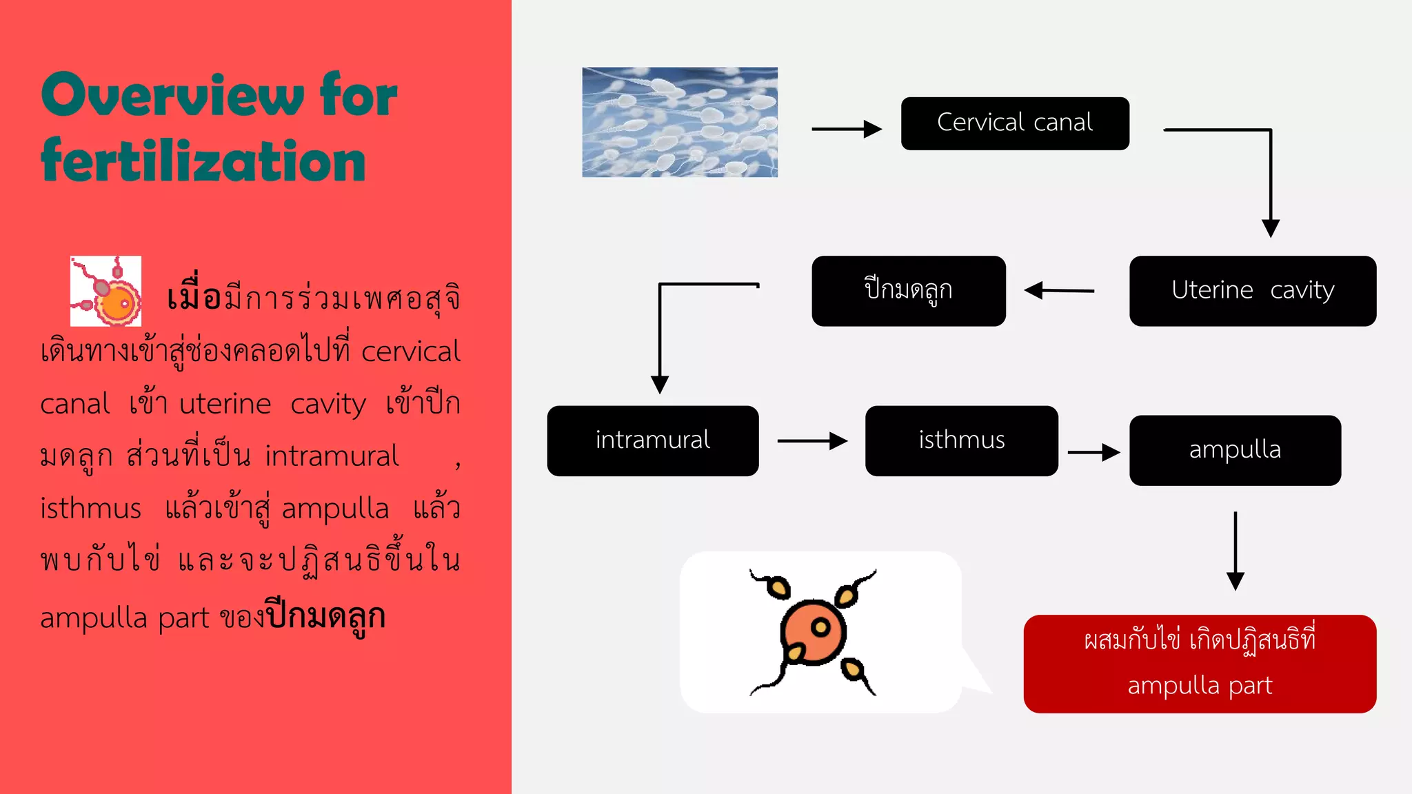 Fertilization present | PPT