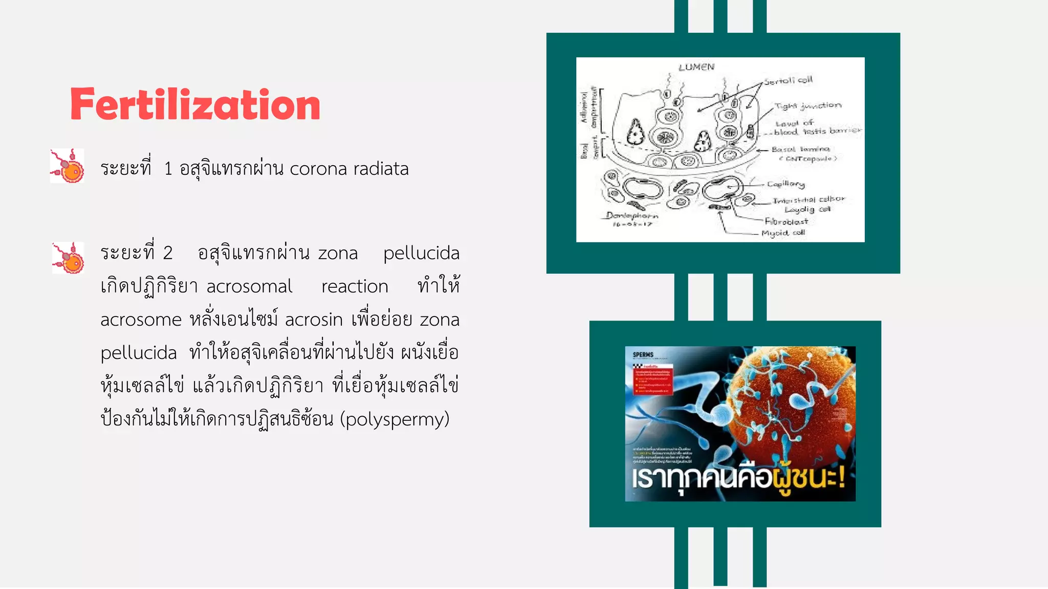Fertilization present | PPT