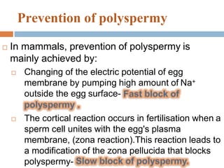fertilization | PPT