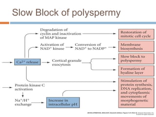 fertilization | PPT