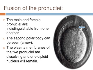 fertilization | PPT