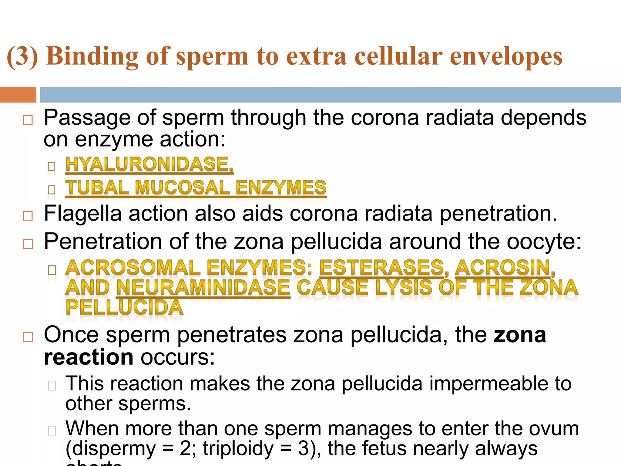 Fertilization process | PPTX