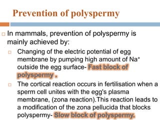 Fertilization process | PPTX
