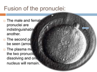 Fertilization process | PPTX
