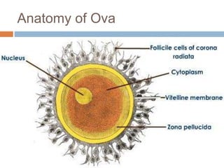 Fertilization process | PPTX