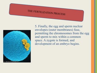 Fertilization process | PPTX