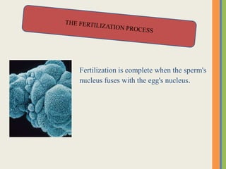 Fertilization process | PPTX