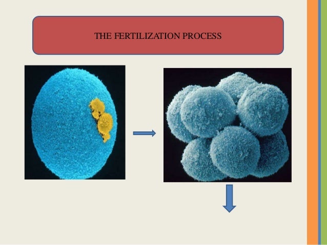Fertilization process