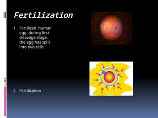 Fertilization Process,Sexual Intercourse.pptx