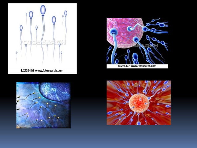 Fertilization Process,Sexual Intercourse.pptx