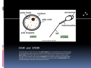 Fertilization Process,Sexual Intercourse.pptx
