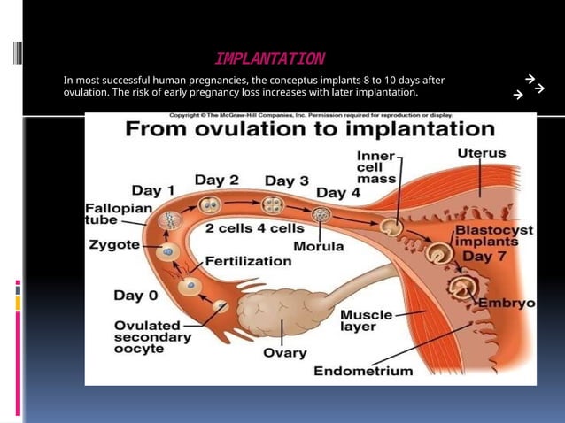 Fertilization Process,Sexual Intercourse.pptx