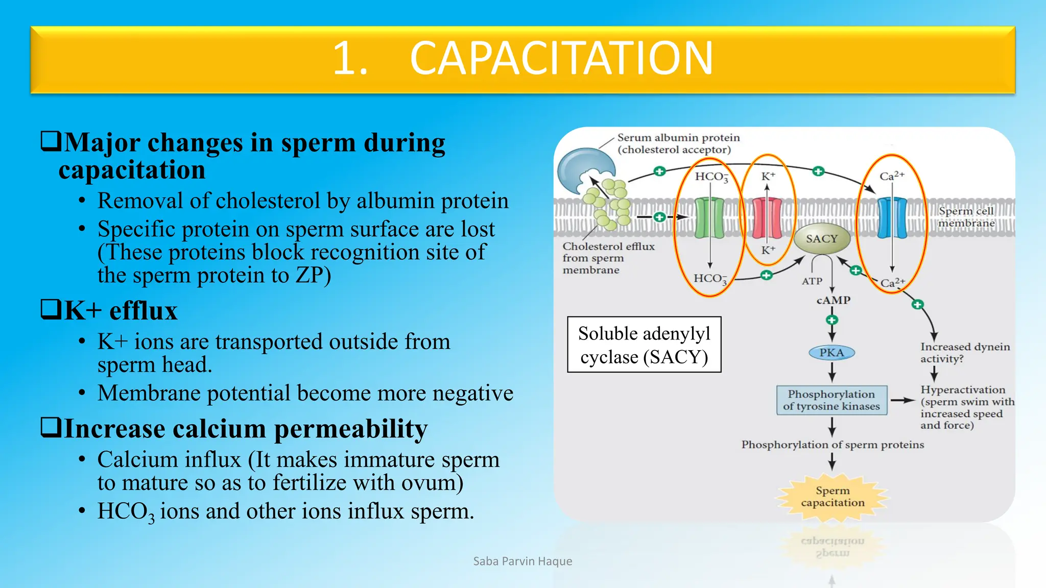 Fertilization Process in Human (Internal Fertilization) | PPT
