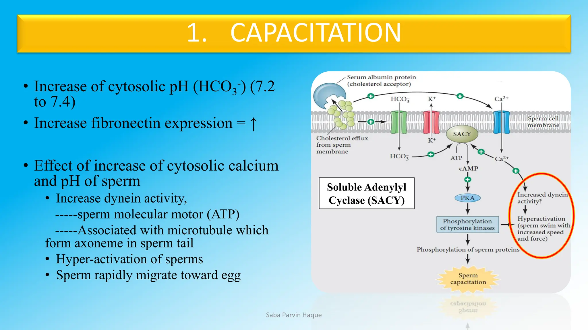 Fertilization Process in Human (Internal Fertilization) | PPT