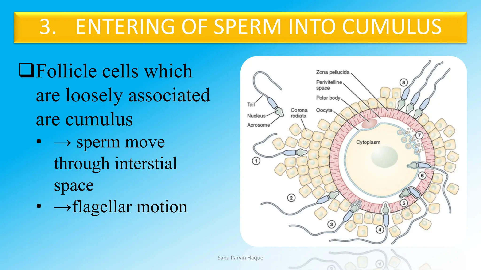Fertilization Process in Human (Internal Fertilization) | PPT