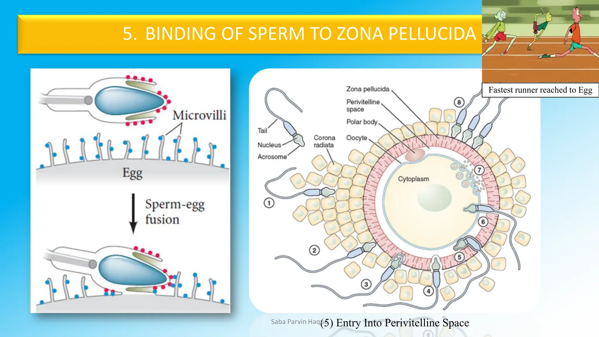 Fertilization Process in Human (Internal Fertilization) | PPT