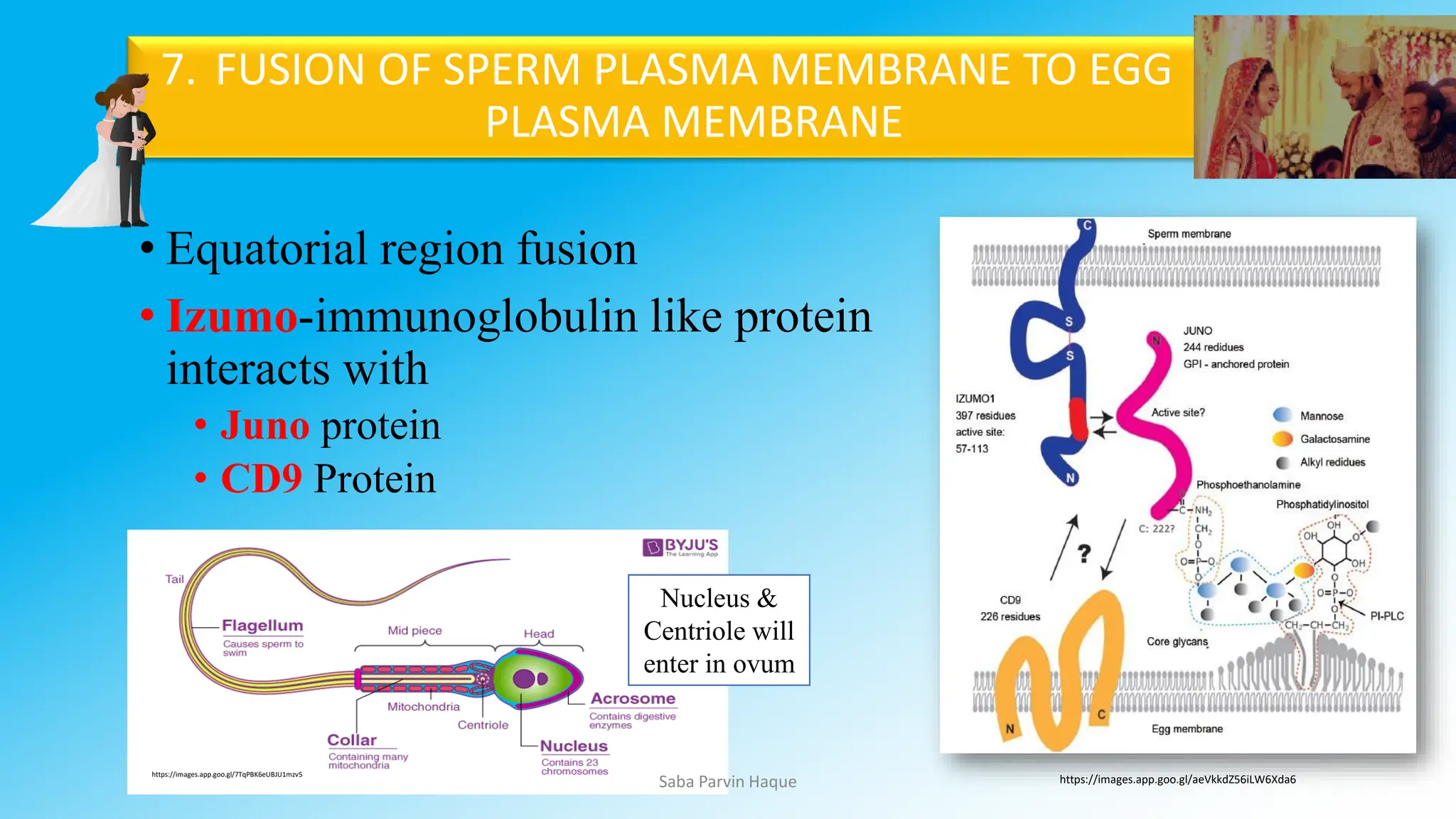 Fertilization Process in Human (Internal Fertilization) | PPT