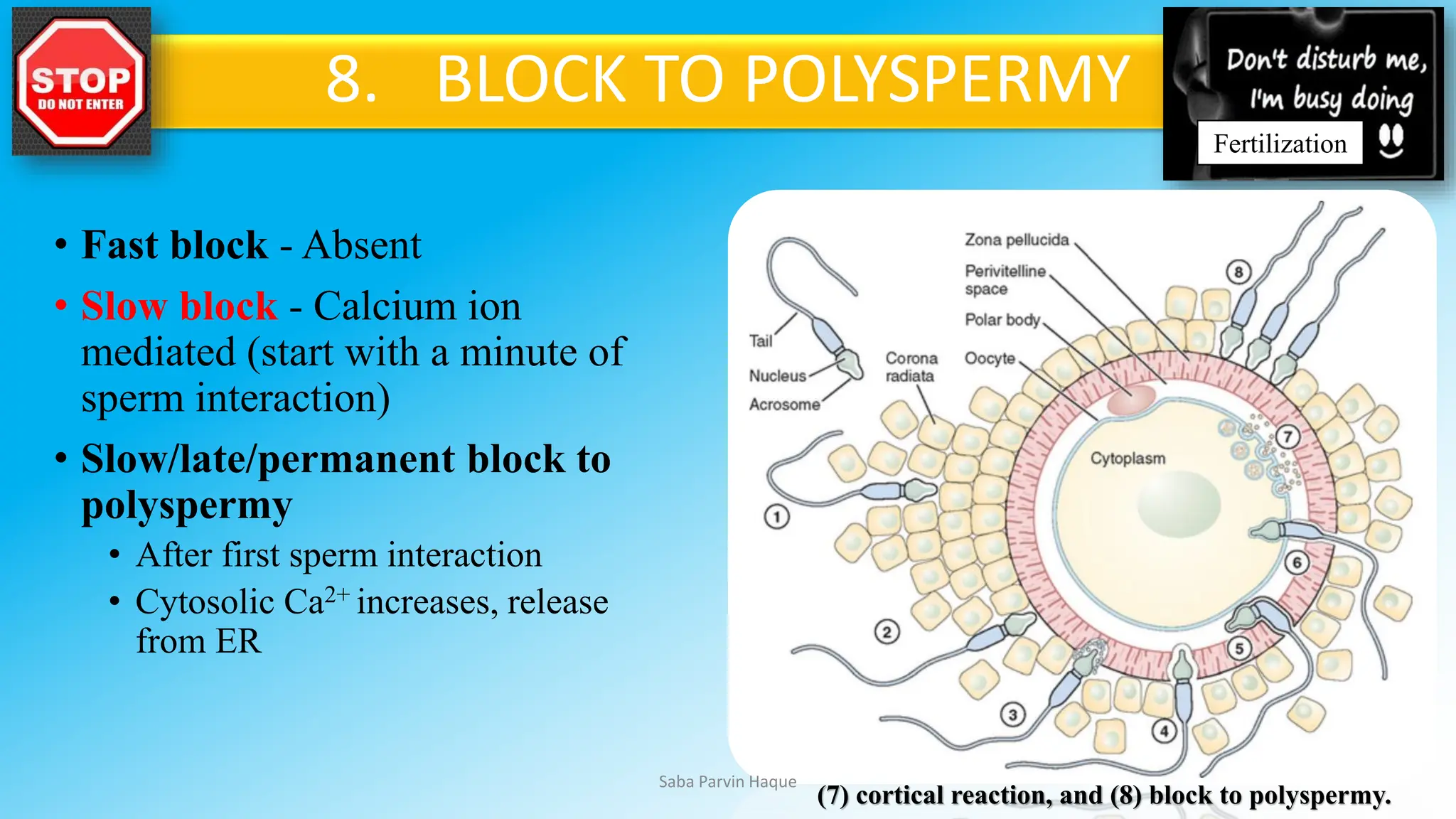 Fertilization Process in Human (Internal Fertilization) | PPT