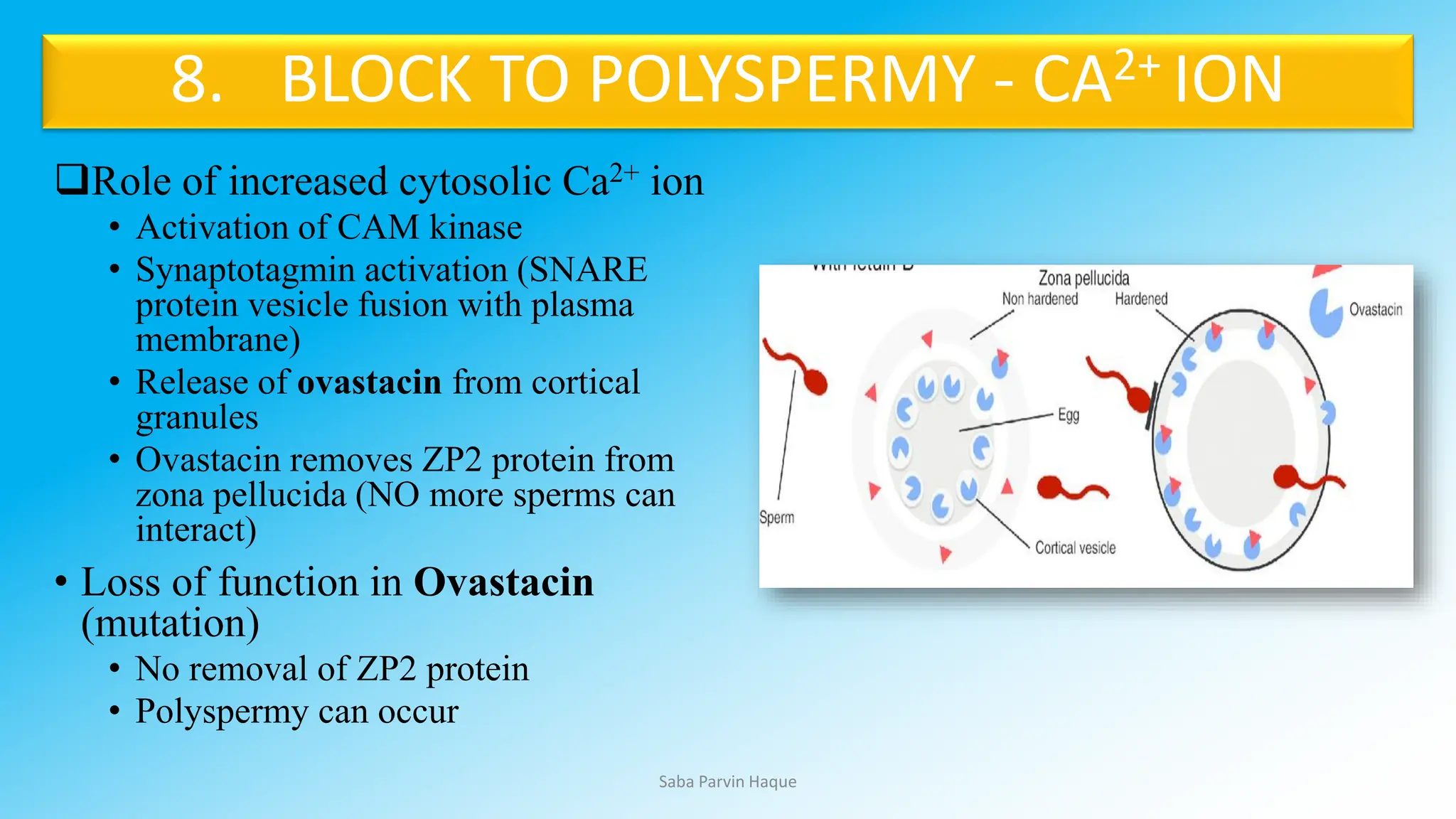Fertilization Process in Human (Internal Fertilization) | PPT