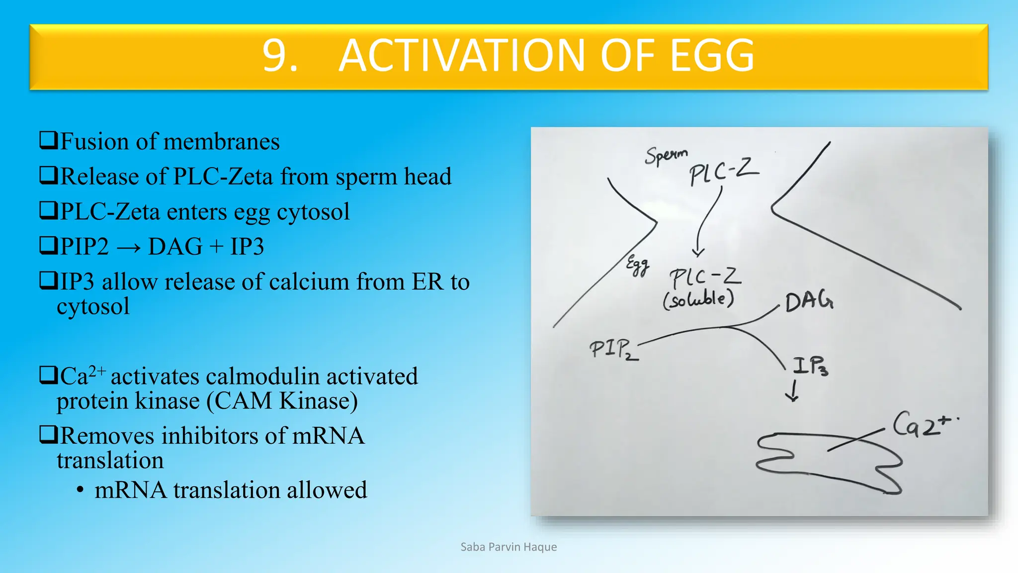Fertilization Process in Human (Internal Fertilization) | PPT