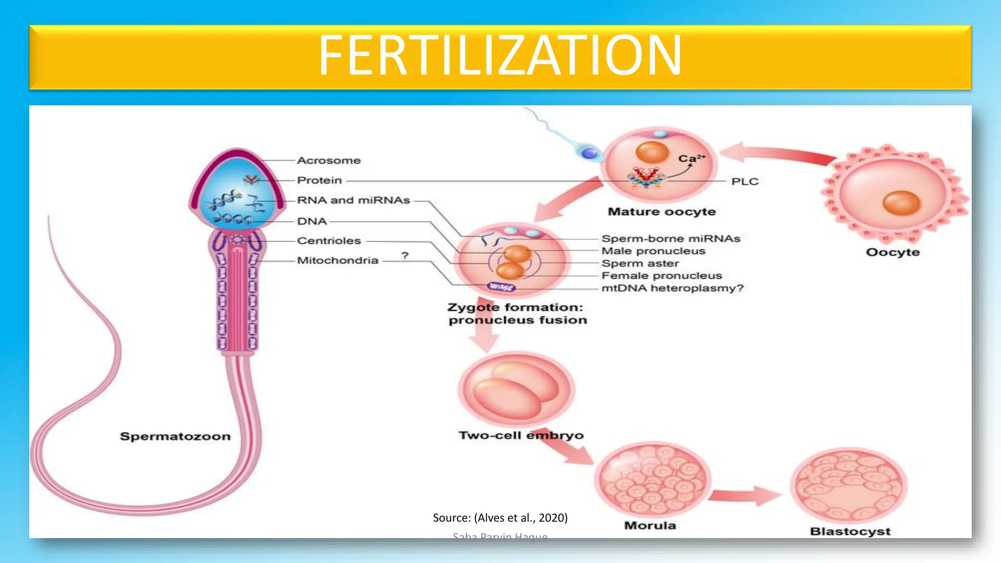 Fertilization Process in Human (Internal Fertilization) | PPT