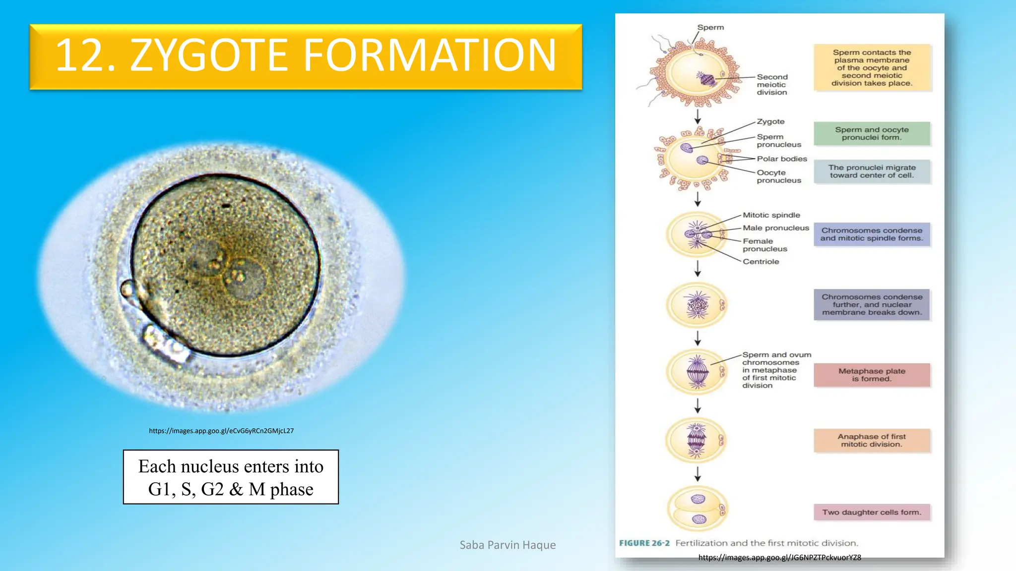 Fertilization Process in Human (Internal Fertilization) | PPT