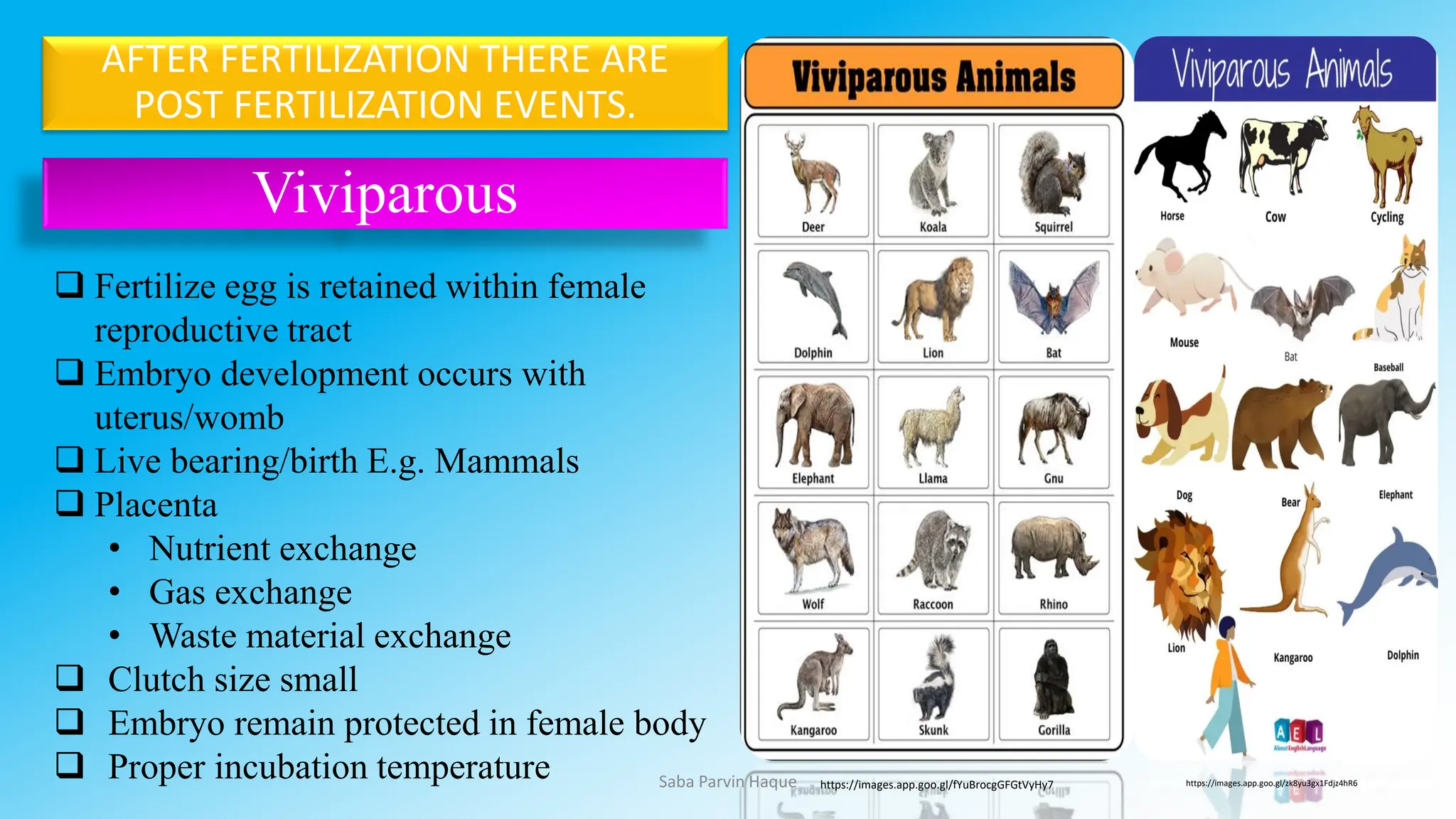 Fertilization Process in Human (Internal Fertilization) | PPT