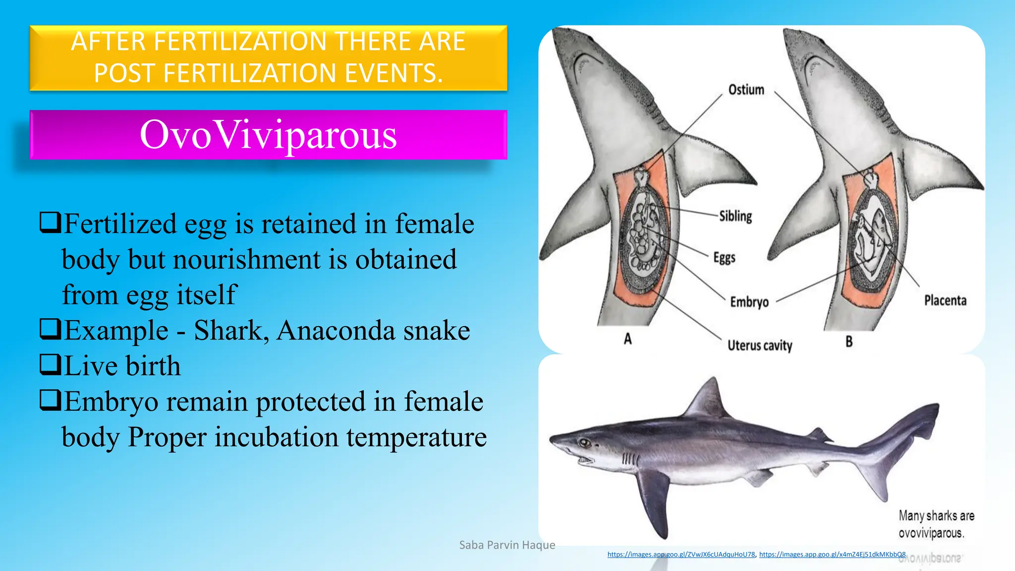 Fertilization Process in Human (Internal Fertilization) | PPT