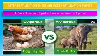 Fertilization Process in Human (Internal Fertilization) | PPT