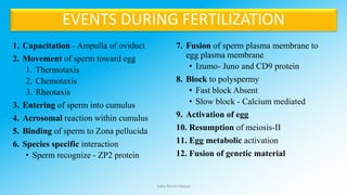 Fertilization Process in Human (Internal Fertilization) | PPT