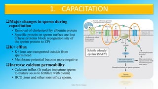 Fertilization Process in Human (Internal Fertilization) | PPT