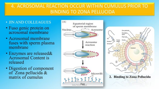 Fertilization Process in Human (Internal Fertilization) | PPT