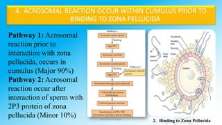 Fertilization Process in Human (Internal Fertilization) | PPT