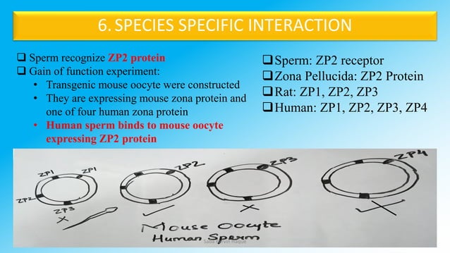 Fertilization Process in Human (Internal Fertilization) | PPT