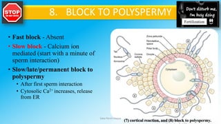 Fertilization Process in Human (Internal Fertilization) | PPT