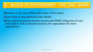 Fertilization Process in Human (Internal Fertilization) | PPT