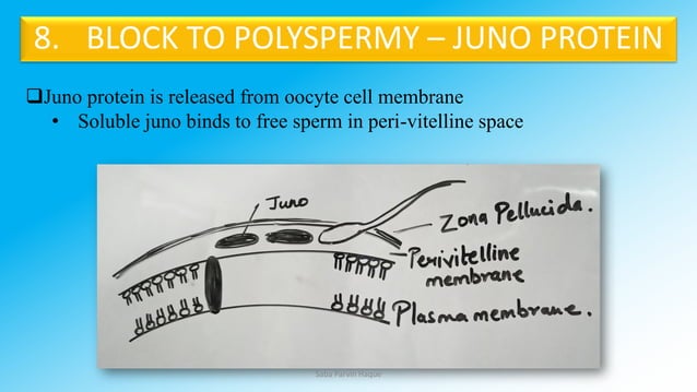 Fertilization Process in Human (Internal Fertilization) | PPT