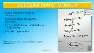 Fertilization Process in Human (Internal Fertilization) | PPT