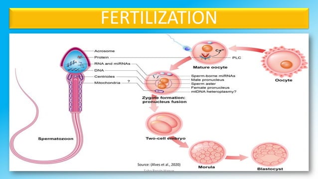 Fertilization Process in Human (Internal Fertilization) | PPT